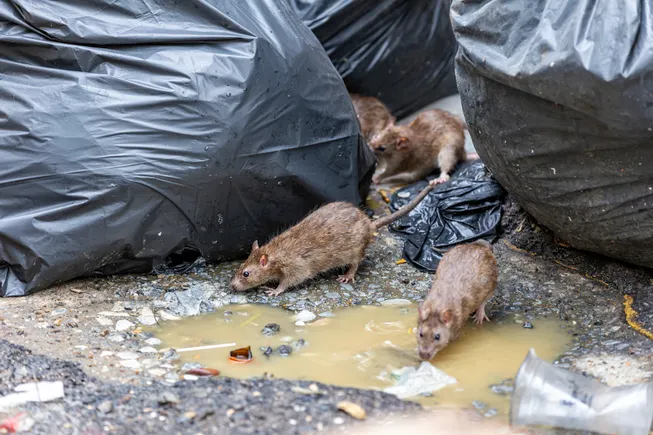 Boston has a new anti-rat plan. Here are 3 takeaways. | Smart Cities Dive