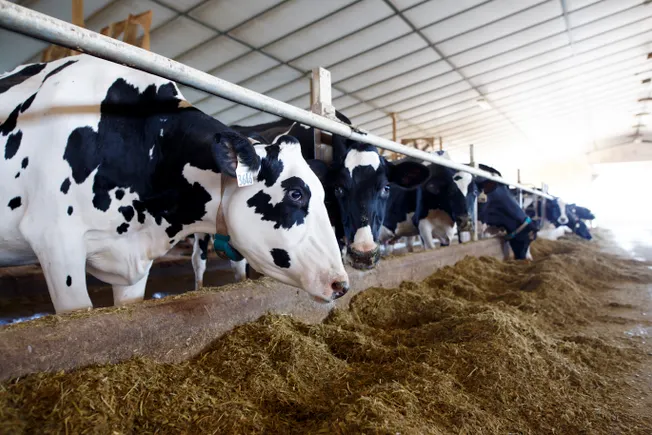 Are California’s dairy digesters cost effective? A new report casts ...