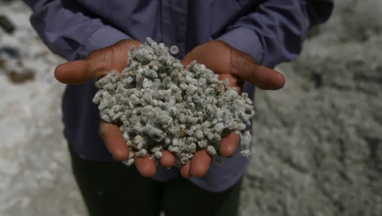 Better Cotton platform aims to help brands track sourcing | Supply ...