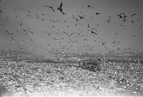 Falcons replace firearms as landfill's seagull solution | Waste Dive